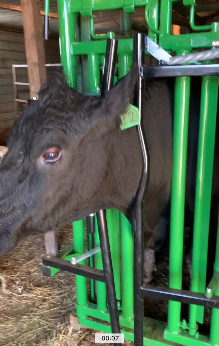Cattle Head Gate with Neck Extender by Real Tuff | #1 Best Quality
